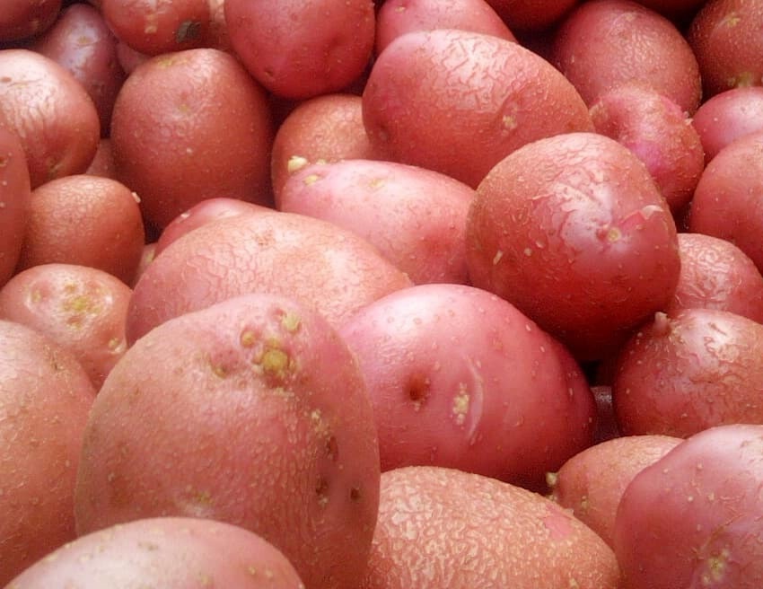 LE PATATE ROSSE DEL VALLO DI DIANO | Il Grand Food